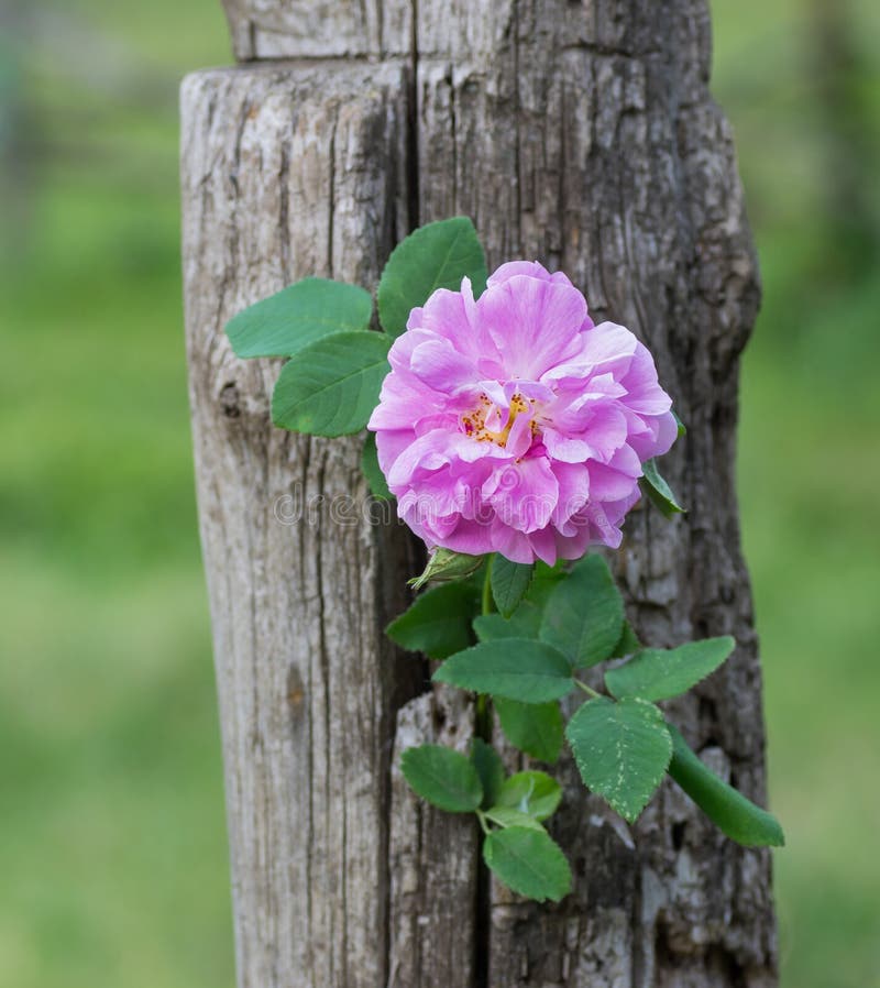 Branch of dog-rose stock image. Image of trunk, summer - 41841505