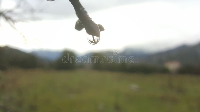 Branch Drop Reflection Landscape Feneos Stock Image - Image of branch ...