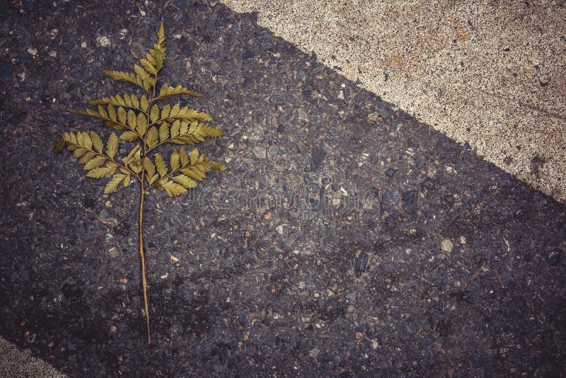 Branch Drop on Street Vintage Style Stock Photo - Image of porous, leaf ...