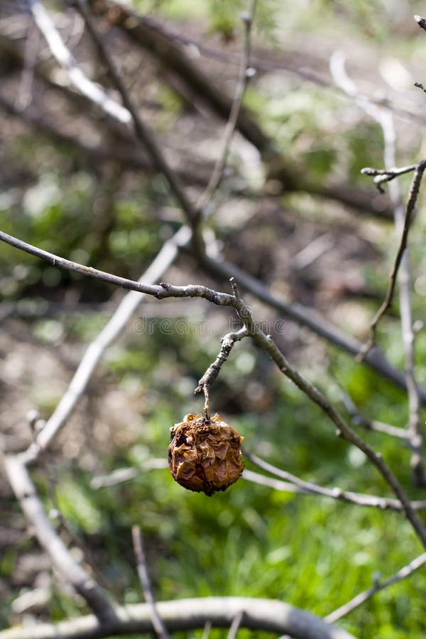 Dry apple stock image. Image of fruits, branch, green - 30262767