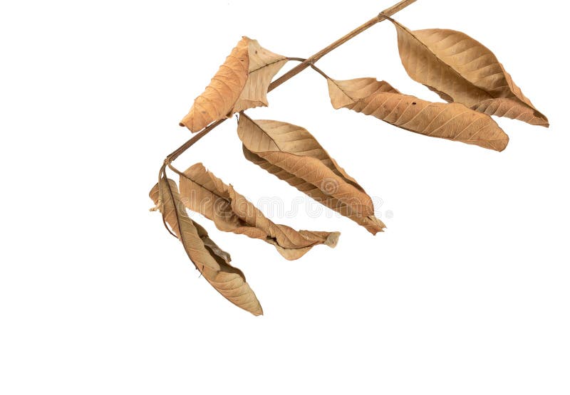 Branch of Dry Leaves Isolated on White. Stock Photo - Image of fall ...