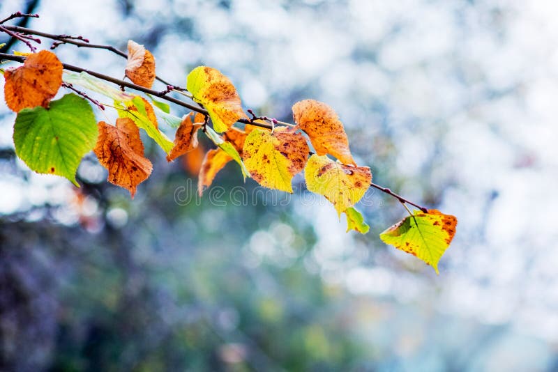 Branch with Dry Multicolored Leaves on a Light Background in the Fall ...