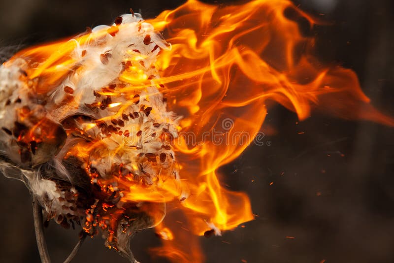 A Branch of a Dry Plant that is on Fire Stock Photo - Image of style ...