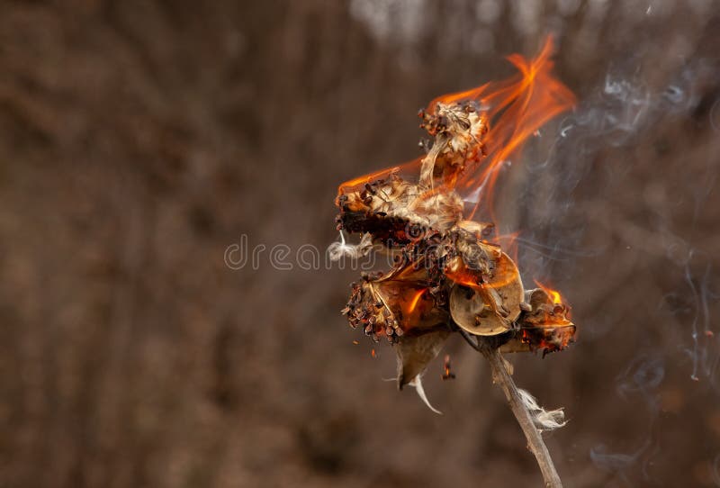Branch of a Dry Plant on Fire on a Beige Background of Nature. Burning ...