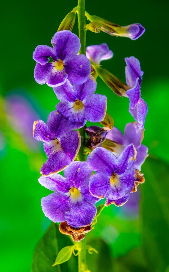 Duranta Erecta Flower stock image. Image of plant, small - 327969603