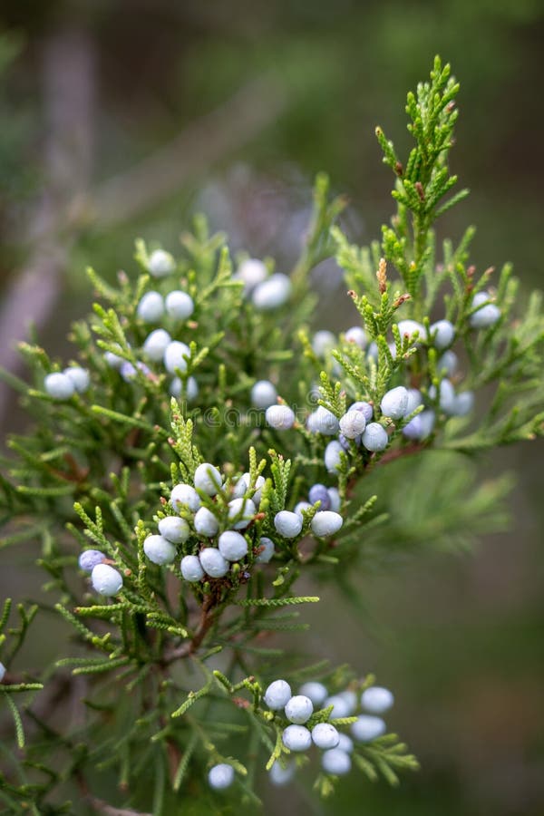 Eastern Red Cedar Branch stock image. Image of fresh - 238175165