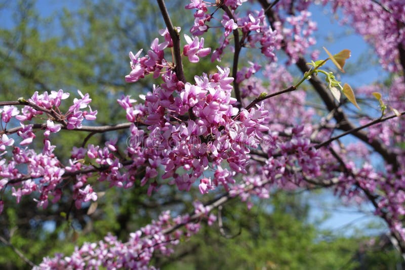 Branch of Eastern Redbud Bush in Bloom Stock Photo - Image of ...