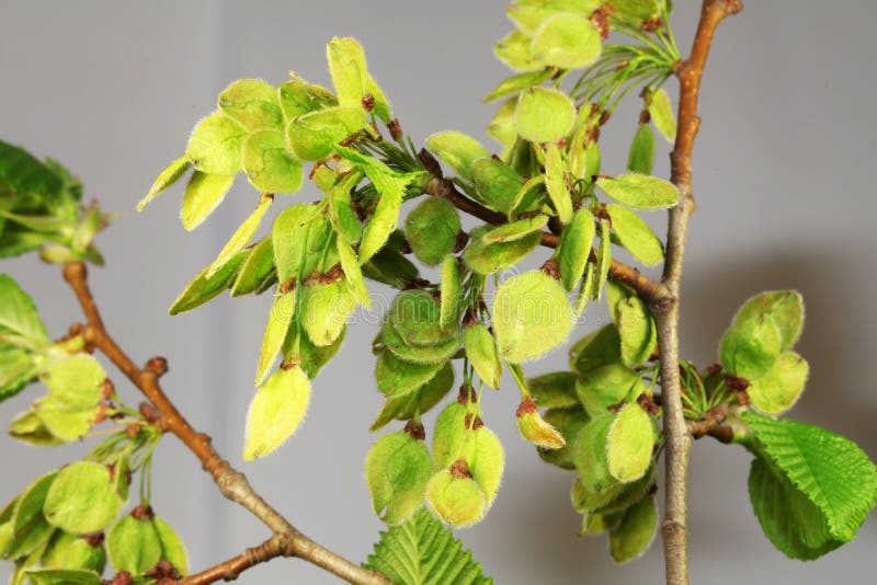 Branch of elm stock photo. Image of green, spring, fresh - 141171816