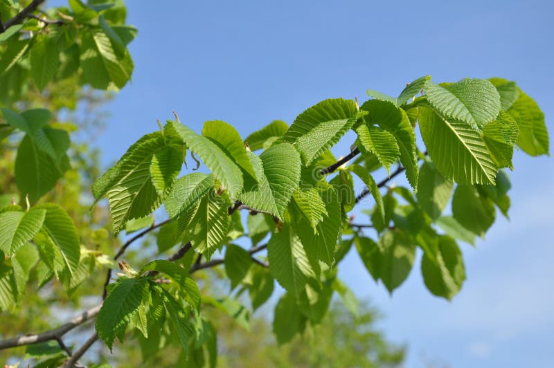 A Branch of an Elm Tree Ulmus Grows in Nature Stock Image - Image of ...