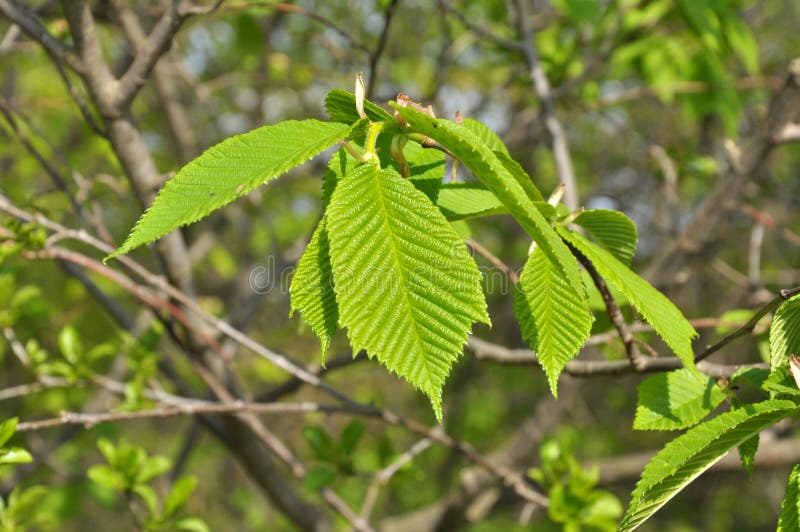 A Branch of an Elm Tree Ulmus Grows in Nature Stock Photo - Image of ...