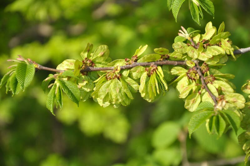 A Branch of an Elm Tree Ulmus Grows in Nature Stock Image - Image of ...