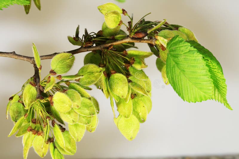 Branch of elm stock image. Image of herbarium, closeup - 141171783
