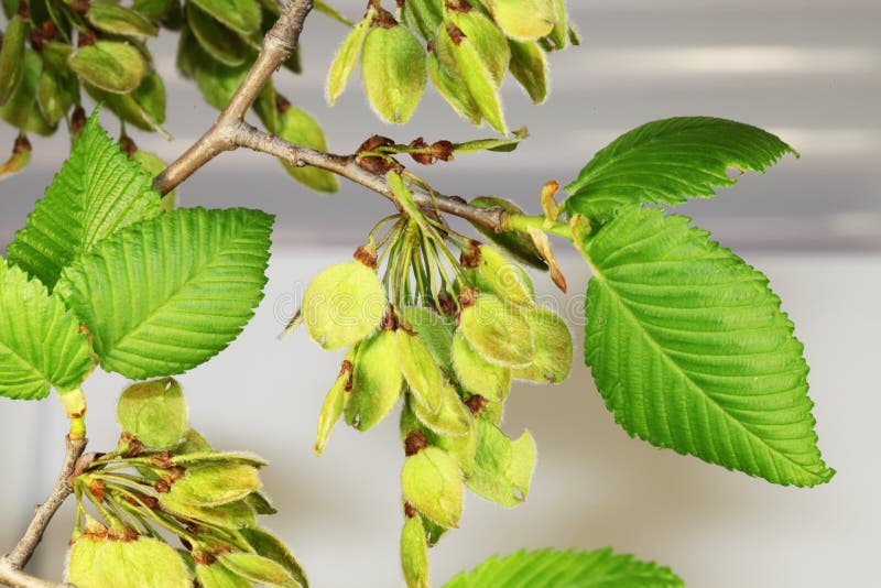 Branch of elm stock photo. Image of closeup, deciduous - 141171818