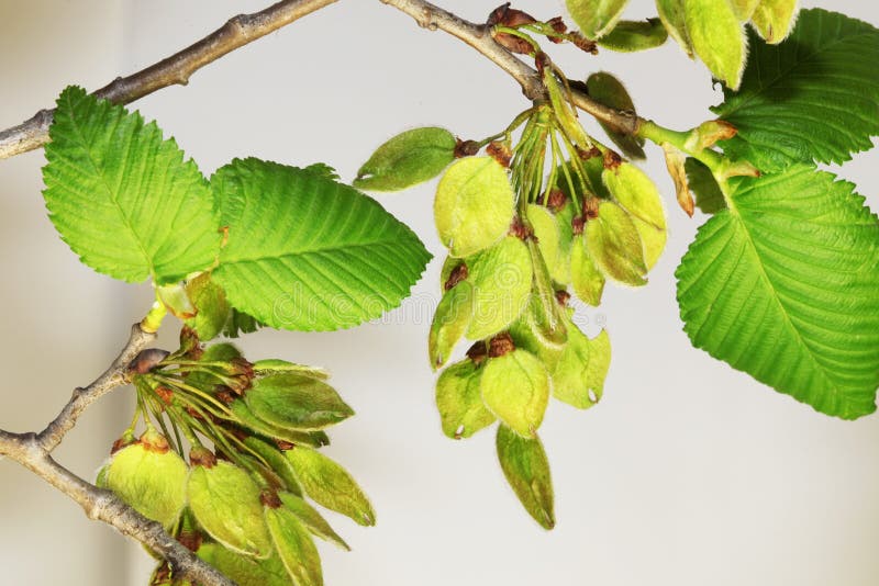 Branch of elm stock photo. Image of deciduous, season - 141171854