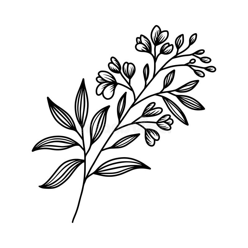 Branch in Engraving Style Isolated on White Background. Design Element ...