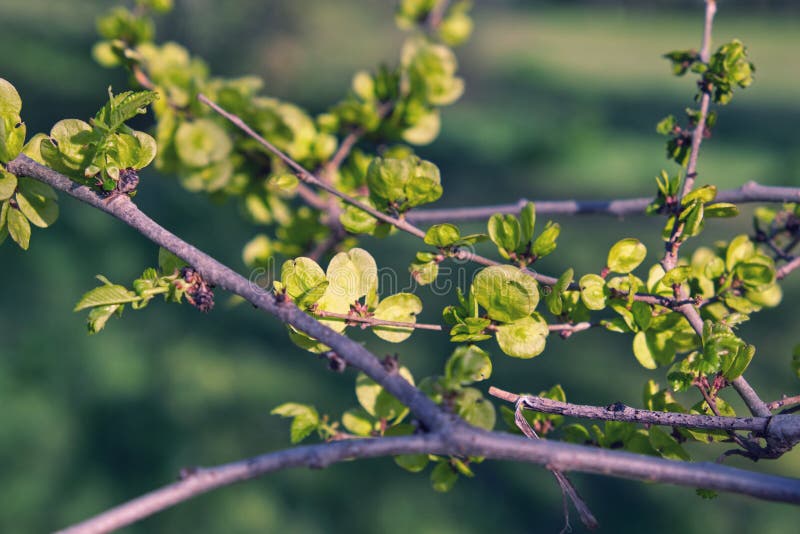 Branch of European White Elm, Close Up Stock Photo - Image of detail ...