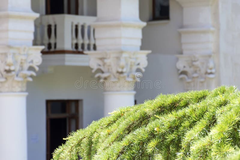 Branch of an Evergreen Tree on a Background of White Columns Stock ...