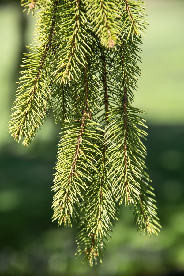 Branch of an Evergreen Tree with Long Pine Needles Stock Image - Image ...