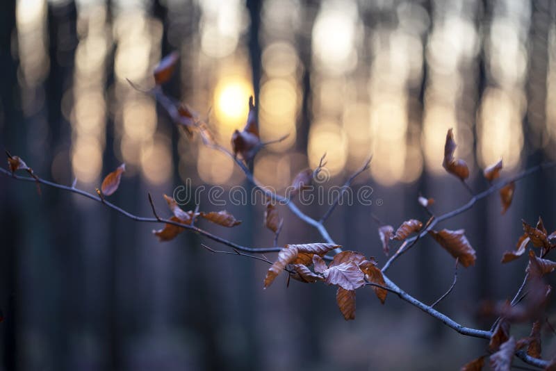 A Branch with Faded Aspen Leaves in a Beautiful Backlight in the Forest ...