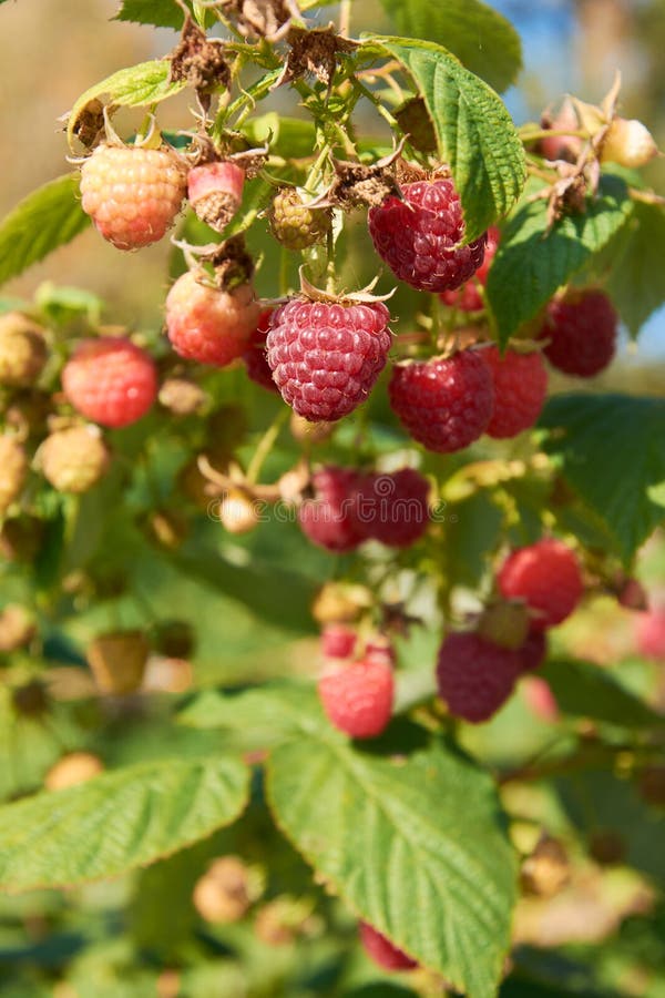 Branch of Fall-bearing Raspberry with Red Berries Stock Image - Image ...