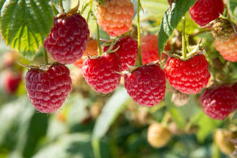 Branch of Fall-bearing Raspberry with Red Berries Stock Photo - Image ...