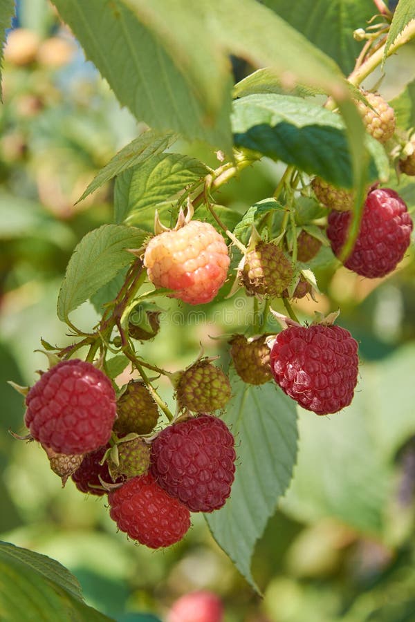 Branch of Fall-bearing Raspberry with Many Berries Stock Image - Image ...