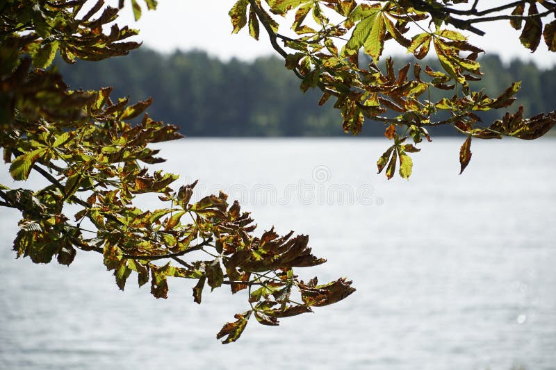 Branch with Fall Leaves and Lake on Second Plan Stock Image - Image of ...