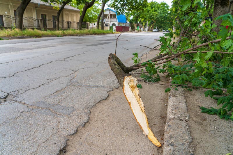 A Branch that Fell from a Tree from the Wind after Hurricane Stock ...