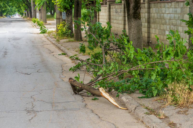 A Branch that Fell from a Tree from the Wind after Hurricane Stock ...