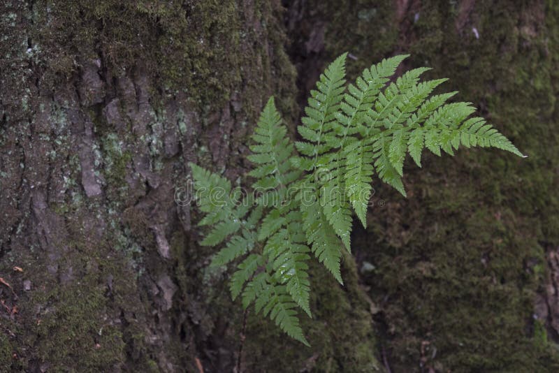 Branch of a Fern Growing from Tree Bark Stock Image - Image of plant ...