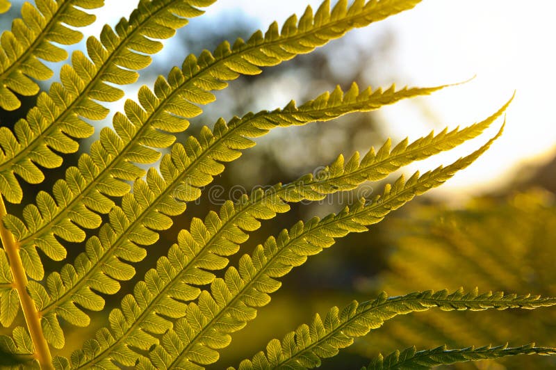 Branch of fern at sunset stock photo. Image of autumn - 85563670