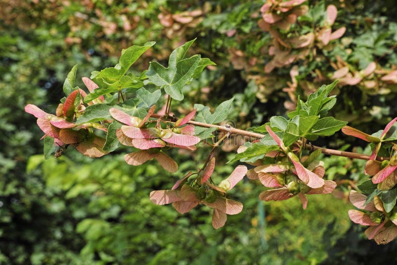 Branch of Field Maple in Spring Stock Image - Image of flora, floral ...