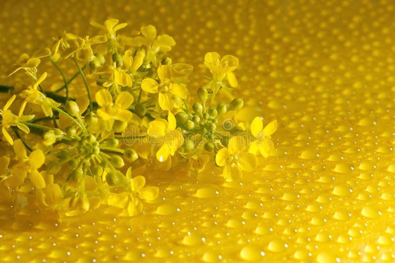 Branch Field Yellow Flower on a Yellow Background of a Drop of W Stock ...