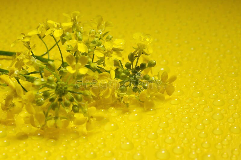 Branch Field Yellow Flower on a Yellow Background of a Drop of W Stock ...