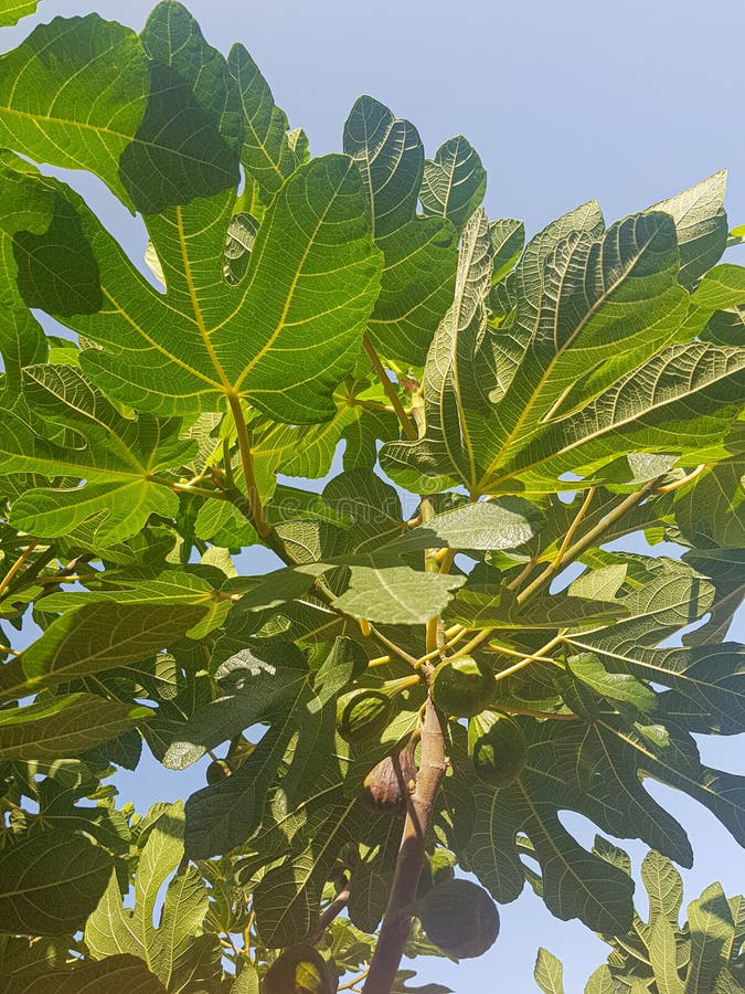 A Branch of a Fig Tree in Full Bloom Stock Image - Image of harvest ...
