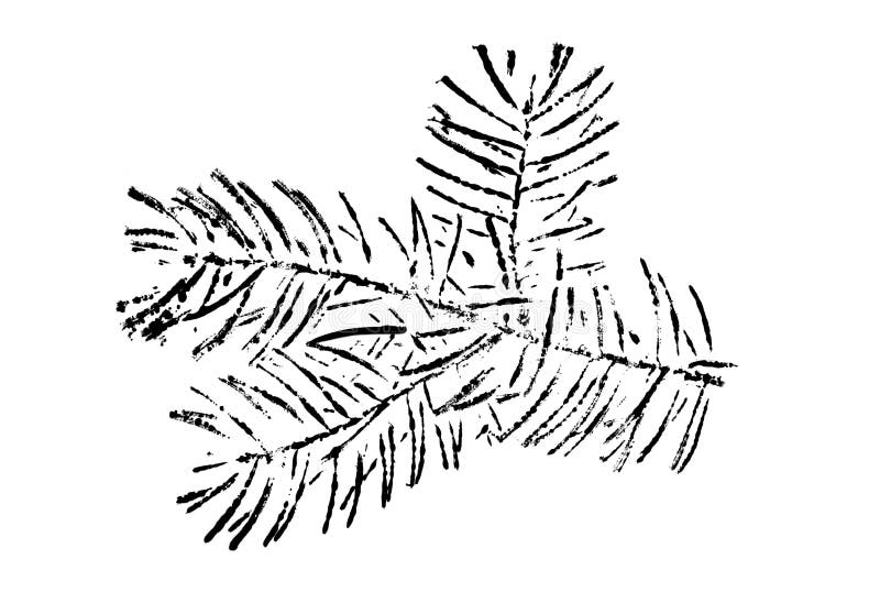 Branch Fir Imprint on Paper, Leaf Texture on a White Background Stock ...