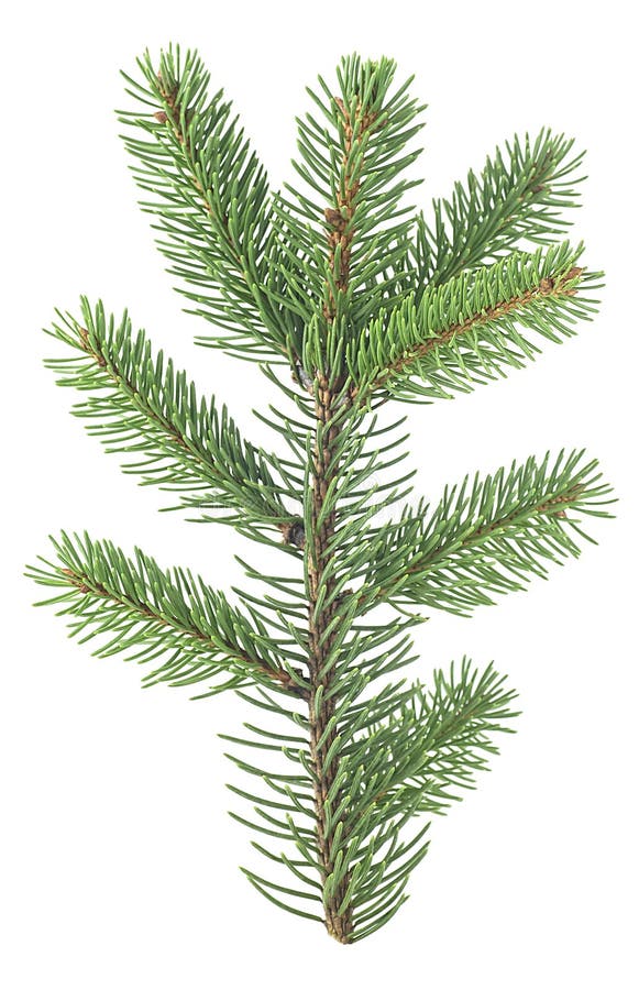 Branch, Tree, Twig, Plant Stem Picture. Image: 95617508