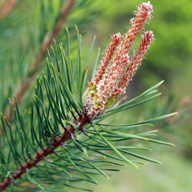 Branch of a Fir-tree. Spring. Stock Photo - Image of coniferous, nature ...