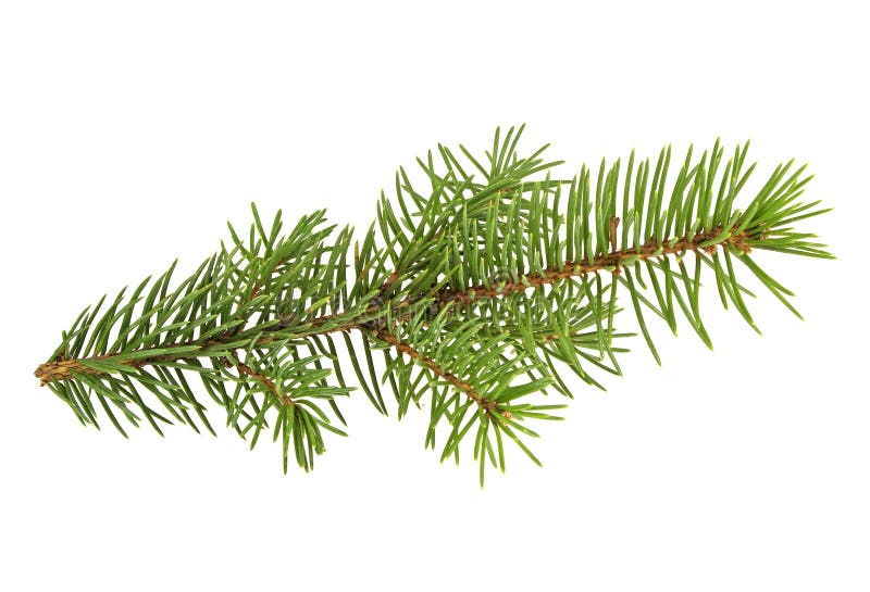 Branch of Fir Tree on White Background Stock Photo - Image of ...