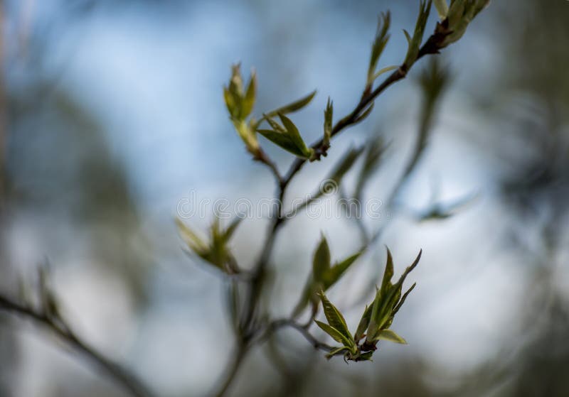 Branch of the First Red Leaves of the Tree. Loose Kidneys, Macro Stock ...