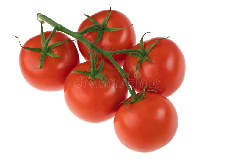 Branch with Five Red Tomatoes on a White Background in Isolation Stock ...