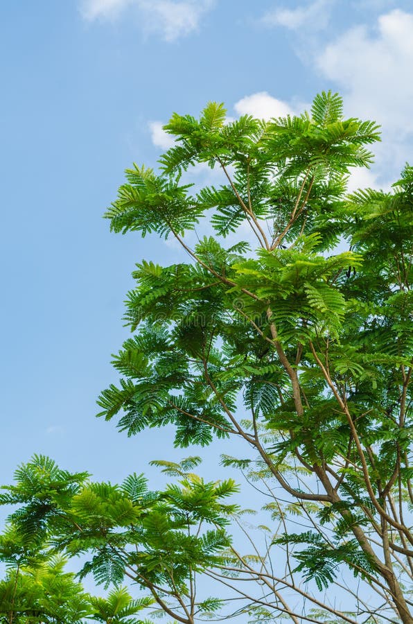 Branch of Flame Tree Against on the Blue Sky. Stock Photo - Image of ...
