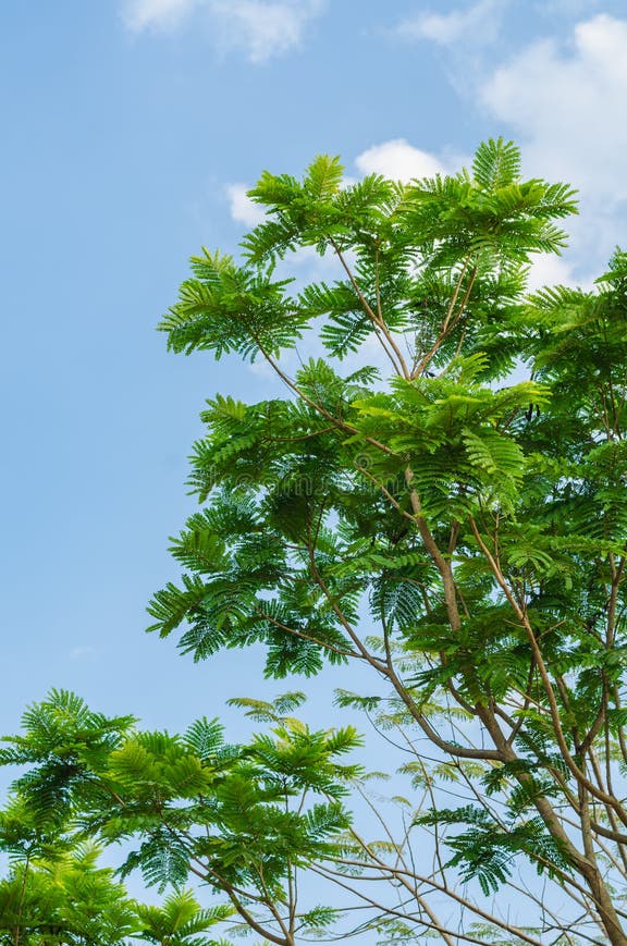 Branch of Flame Tree Against on the Blue Sky. Stock Photo - Image of ...