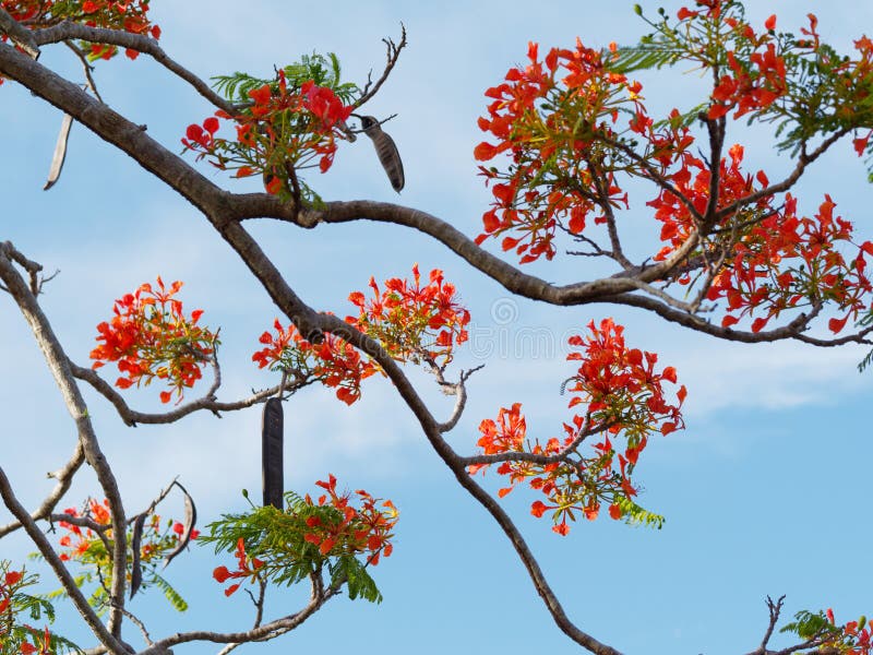 Branch Flame Tree Delonix Regia Stock Image - Image of material, tree ...