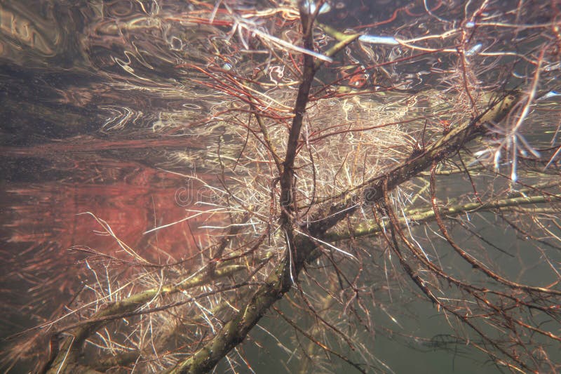 A Branch is Floating in the Water with a Reflection of the Sky Above it ...