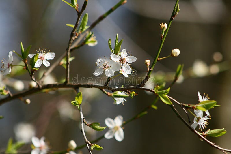 Branch, Flora, Blossom, Spring Picture. Image: 113647777