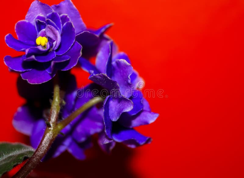 Branch Flower Curly Purple Violets Stock Image - Image of macro, rich ...