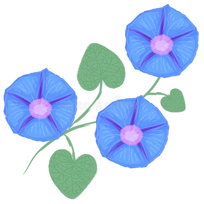 Branch of Flower Ipomoea, Morning Glory. Vector Illustration Stock ...