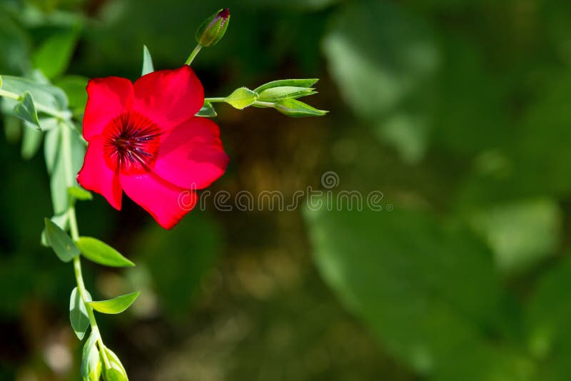 Branch with a Flower of Red Flax on a Blurry Dark Green Background ...