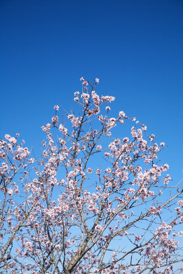 Branch flowering stock photo. Image of landscape, spring - 18560380